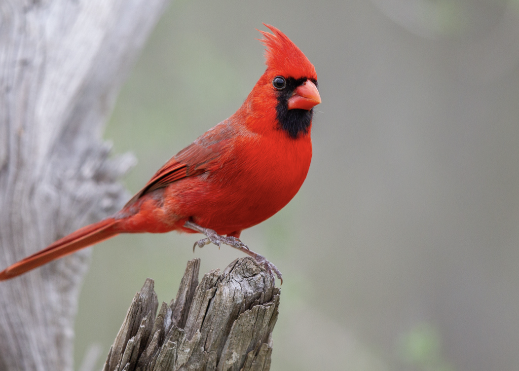 Bird of the Month: Northern Cardinal | Mississippi State University ... Bird of the Month: Northern Cardinal | Mississippi State University ...